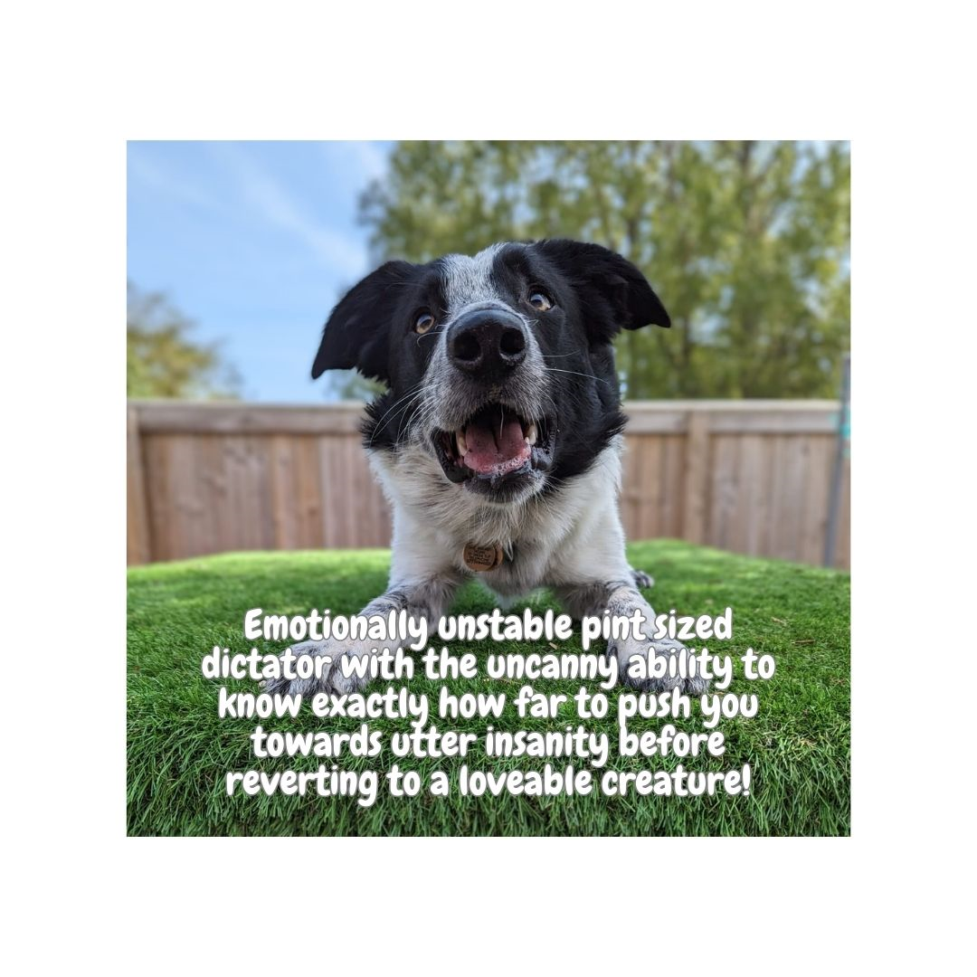 The Wind-Up Merchant – LITTLE TYKES DOG HUB